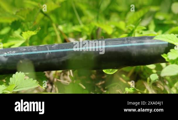 Water droplet forming on a drip irrigation hose. The droplet is ...