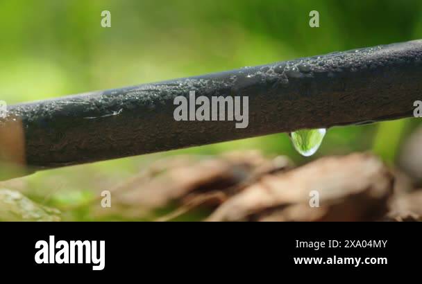 Water droplet forming on a drip irrigation hose. The droplet is ...