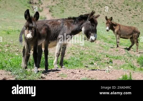 Donkeys tail Stock Videos & Footage - HD and 4K Video Clips - Alamy