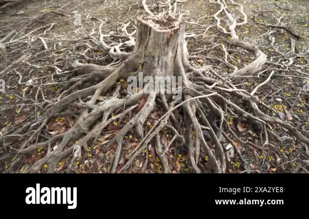 Dry rot tree Stock Videos & Footage - HD and 4K Video Clips - Alamy
