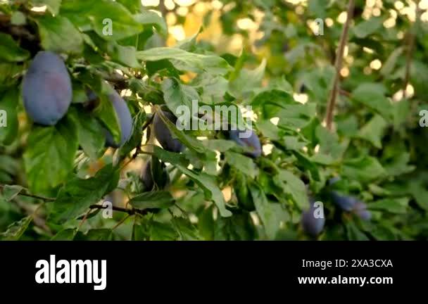 Grow food in your garden Stock Videos & Footage - HD and 4K Video Clips ...