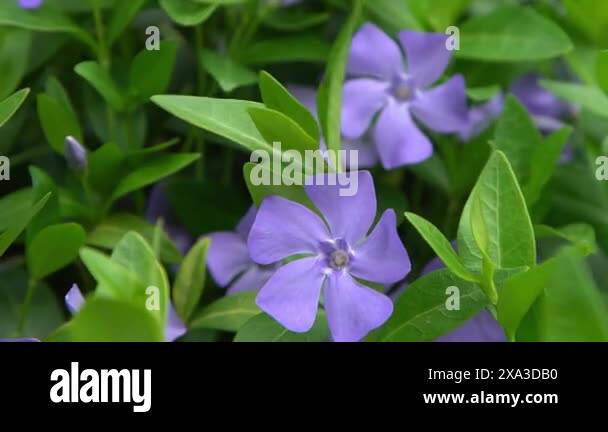 Periwinkle flower and leaves Stock Videos & Footage - HD and 4K Video ...