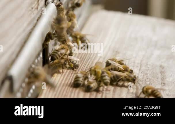 Motion bees in front of beehive in farm garden, insect macro view ...