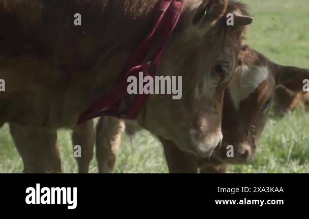 Mother of all cows Stock Videos & Footage - HD and 4K Video Clips - Alamy
