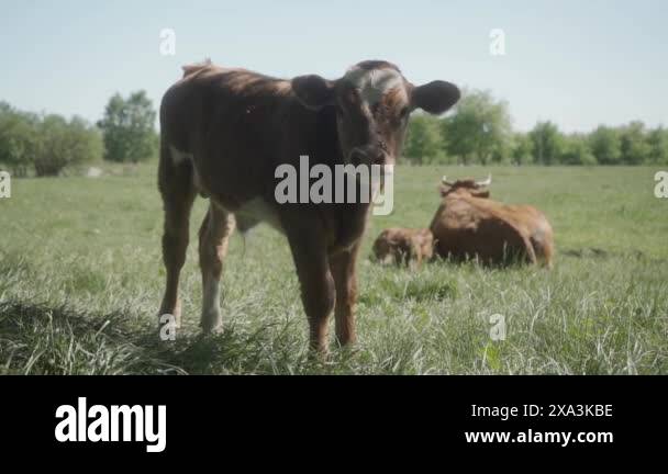 Cow cub Stock Videos & Footage - HD and 4K Video Clips - Alamy