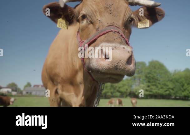 During rumination, cow regurgitate their food from their rumen and ...