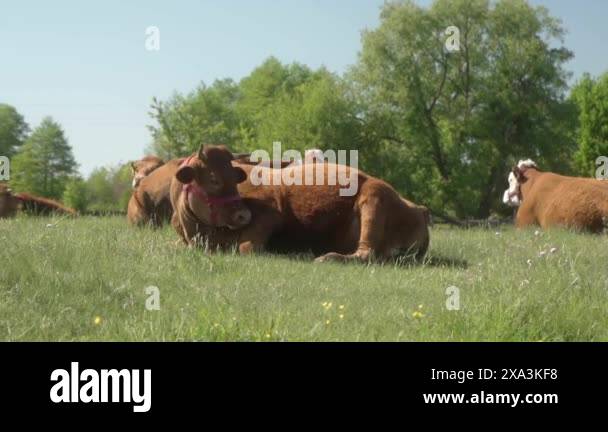 A horned cash cow licks its fur with its tongue, fending off flies with ...
