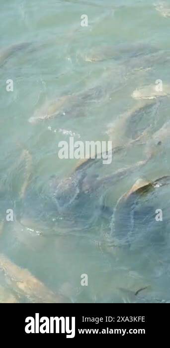 Vietnam Phu Quoc Island school of fish in a fishing farm swim in ...