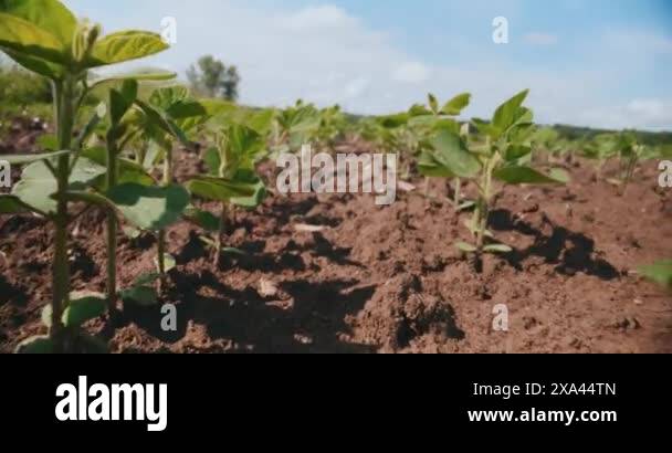 Young soybean seedlings sprouting in a farm field, representing the ...