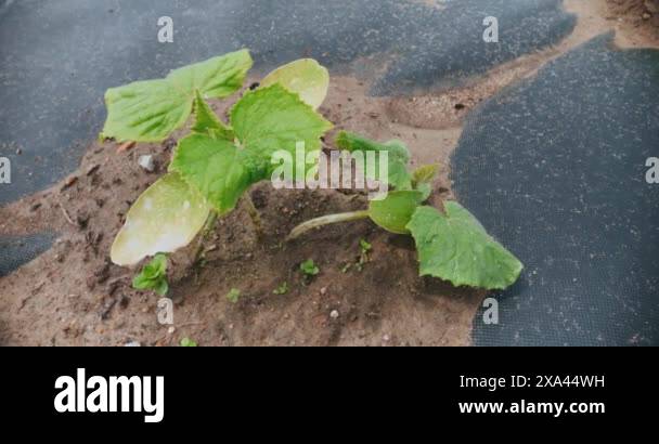 Young ground cucumber seedling emerging in the garden, early stage of ...