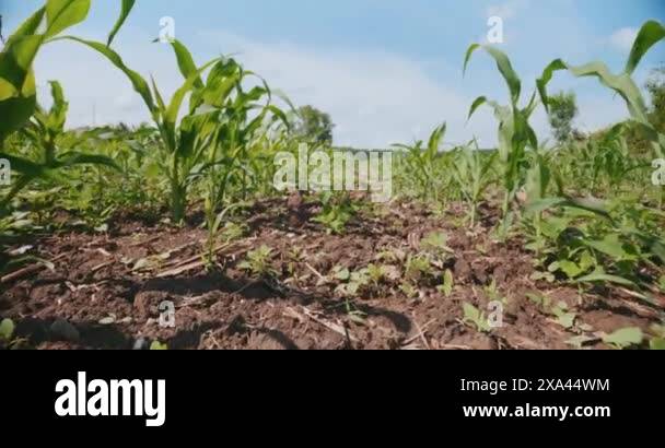 Neat rows of young corn plants in a field, showcasing their early ...