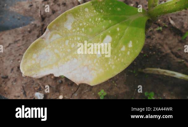 Field cucumber Stock Videos & Footage - HD and 4K Video Clips - Alamy