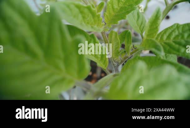 Young tomato growth Stock Videos & Footage - HD and 4K Video Clips - Alamy