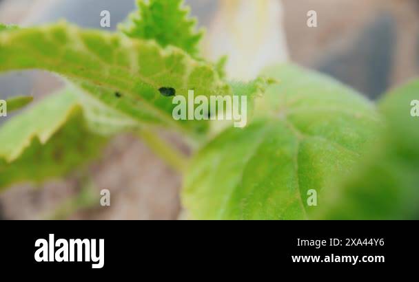 Aphid infestation Stock Videos & Footage - HD and 4K Video Clips - Alamy