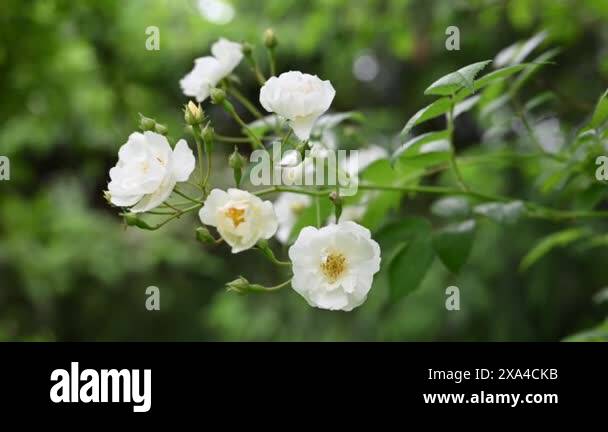White rambling climbing rose roses Stock Videos & Footage - HD and 4K ...