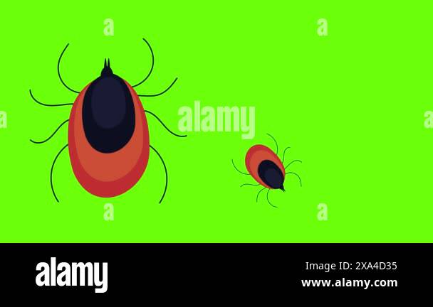 Cartoon tick mite parasite animation on green background. Hand-drawn ...
