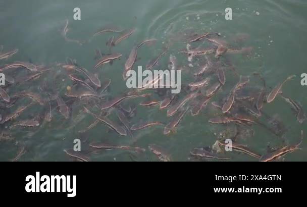 Vietnam Phu Quoc Island school of fish in a fishing farm swim in ...