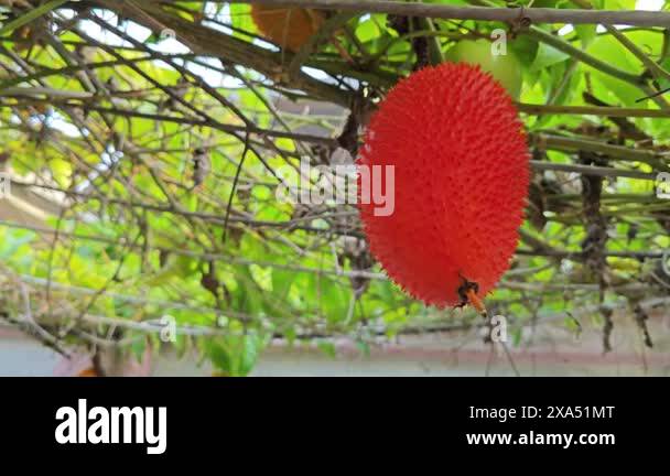 Cochinchinensis Stock Videos & Footage - HD and 4K Video Clips - Alamy