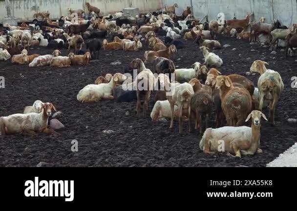 flock of fat-tailed sheep are lying on dirty ground in a open-air ...