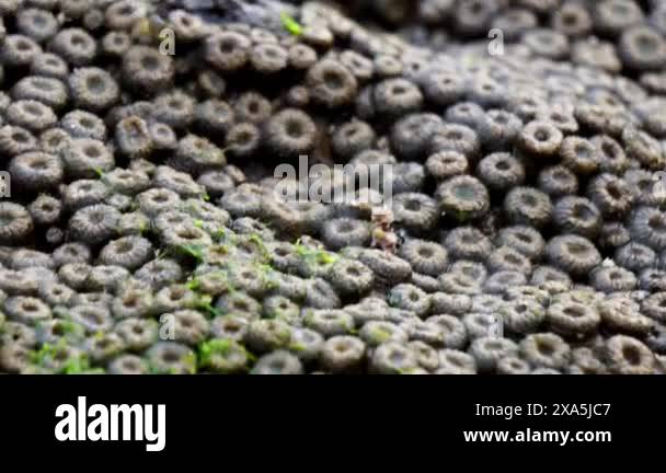 Anthozoans Stock Videos & Footage - HD and 4K Video Clips - Alamy