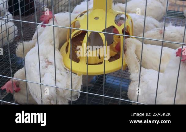 Automatic chicken feed dispenser in Stock Videos & Footage - HD and 4K ...