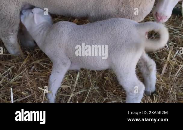 Ewe and suckling lamb Stock Videos & Footage - HD and 4K Video Clips ...