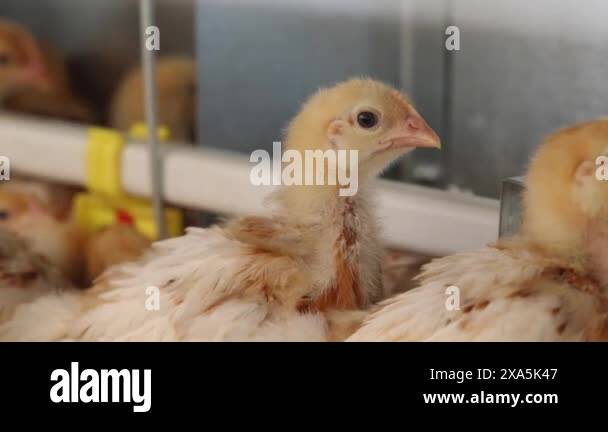 Newborn Chickens in Cage at Poultry Farm Close up Stock Video Footage ...