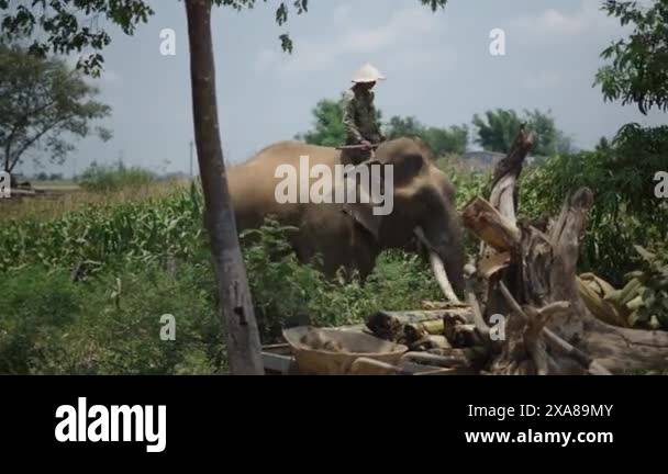 Vietnamese boy riding cow Stock Videos & Footage - HD and 4K Video ...