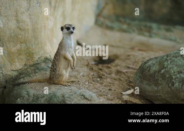 Mircat Stock Videos & Footage - HD and 4K Video Clips - Alamy