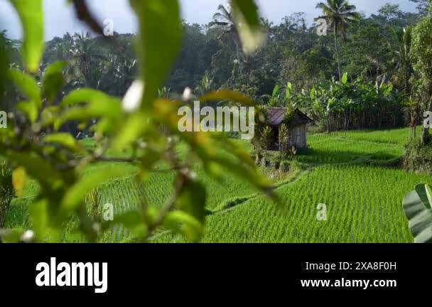 Jungle and rice field Stock Videos & Footage - HD and 4K Video Clips ...