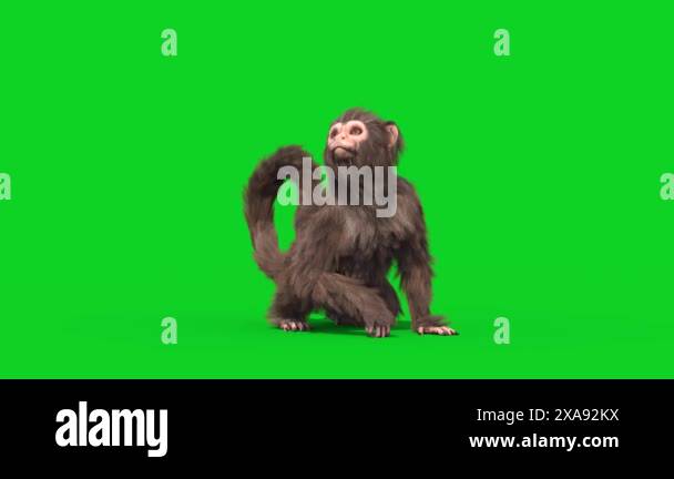Monkey Real Fur Jump Green Screen 3D Rendering Animation 4K Stock Video ...