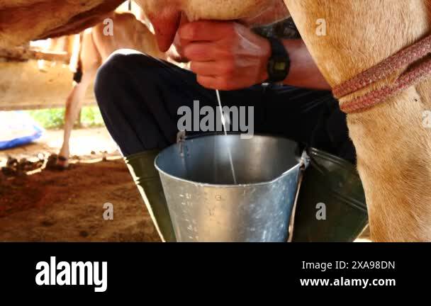 Zebu cattle, Zebuno, are the result of crossing between the Guzer, Gir ...