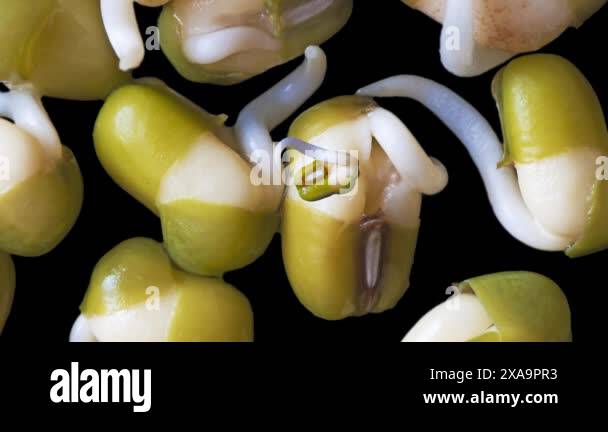 One sprout Stock Videos & Footage - HD and 4K Video Clips - Alamy