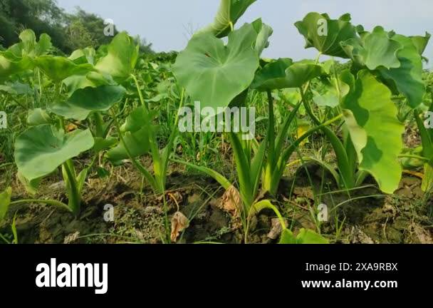 Discover Colocasia Esculenta: the versatile tropical plant! Learn about ...