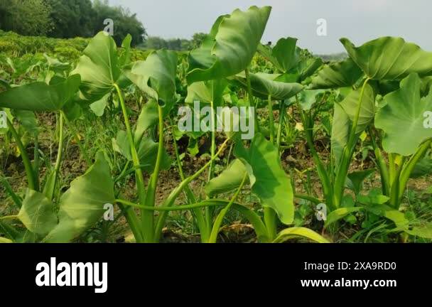 Discover Colocasia Esculenta: the versatile tropical plant! Learn about ...