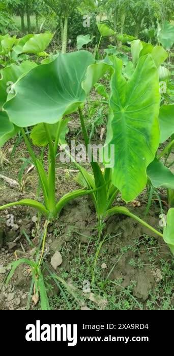 Discover Colocasia Esculenta: the versatile tropical plant! Learn about ...