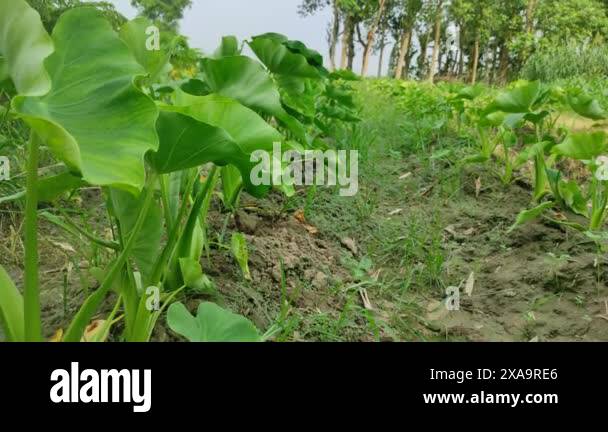 Discover Colocasia Esculenta: the versatile tropical plant! Learn about ...