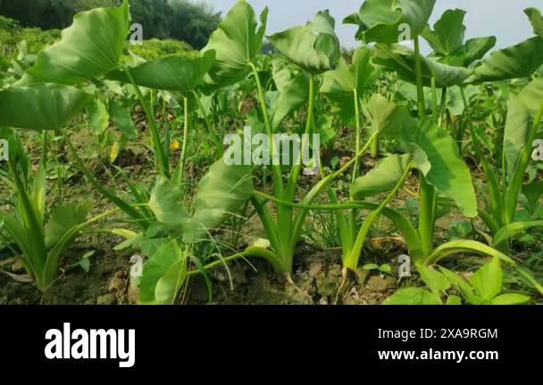 Discover Colocasia Esculenta: the versatile tropical plant! Learn about ...