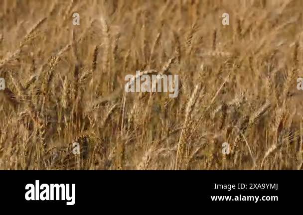 Famine in african countries Stock Videos & Footage - HD and 4K Video ...