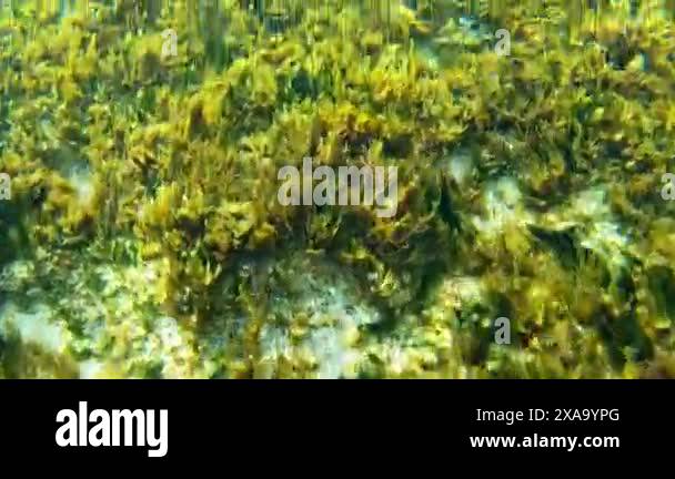 Rottnest reef Stock Videos & Footage - HD and 4K Video Clips - Alamy