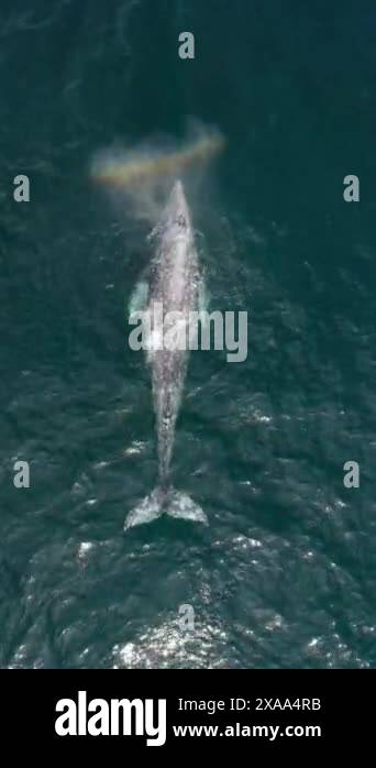 Vertical Screen: Immerse yourself in the captivating world of marine ...