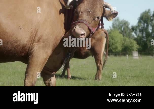 A domestic dairy cow in a halter and with cattle ear tags on her ears ...