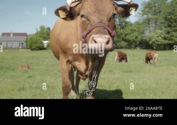 Neck halter Stock Videos & Footage - HD and 4K Video Clips - Alamy