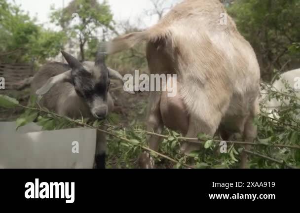 A domestic young goat with small horns and an adult goat with an udder ...