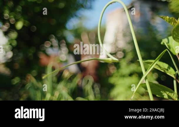 Curled stem Stock Videos & Footage - HD and 4K Video Clips - Alamy