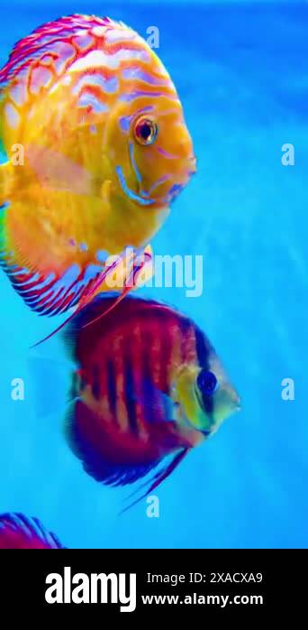 4K Pompadour This clip features brightly colored discus fish swimming ...