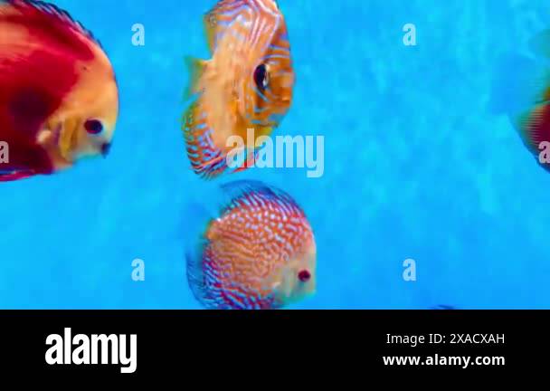 4K Pompadour This clip features brightly colored discus fish swimming ...