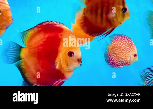 4K Pompadour This clip features brightly colored discus fish swimming ...