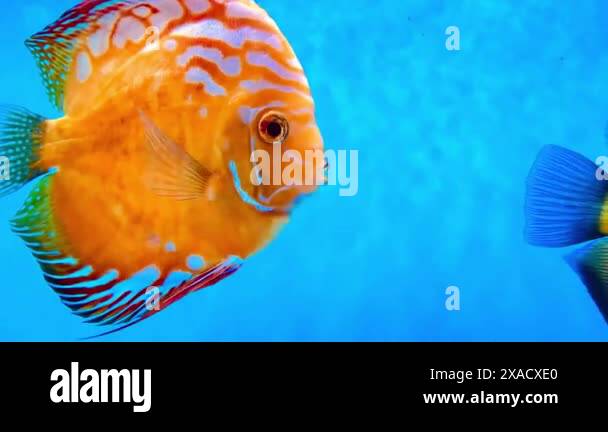 4K Pompadour This clip features brightly colored discus fish swimming ...