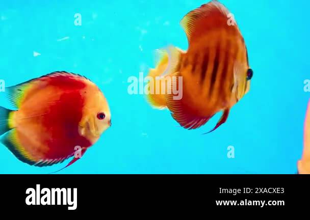 4K Pompadour This clip features brightly colored discus fish swimming ...